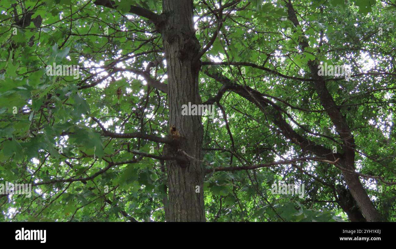 black oak (Quercus velutina Stock Photo - Alamy