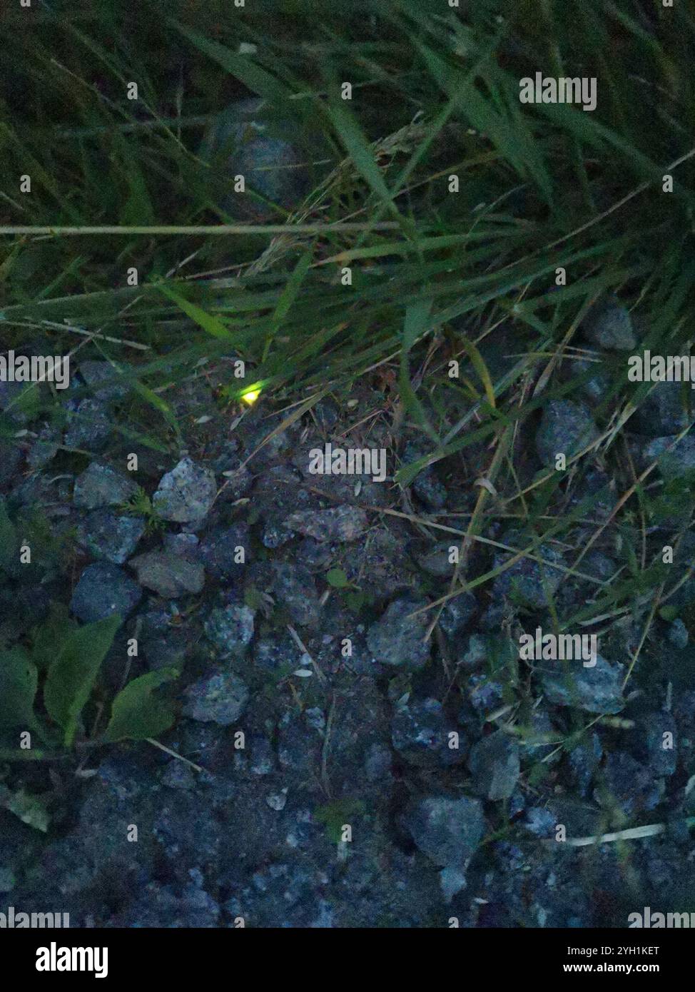 European Glow-worm (Lampyris noctiluca Stock Photo - Alamy