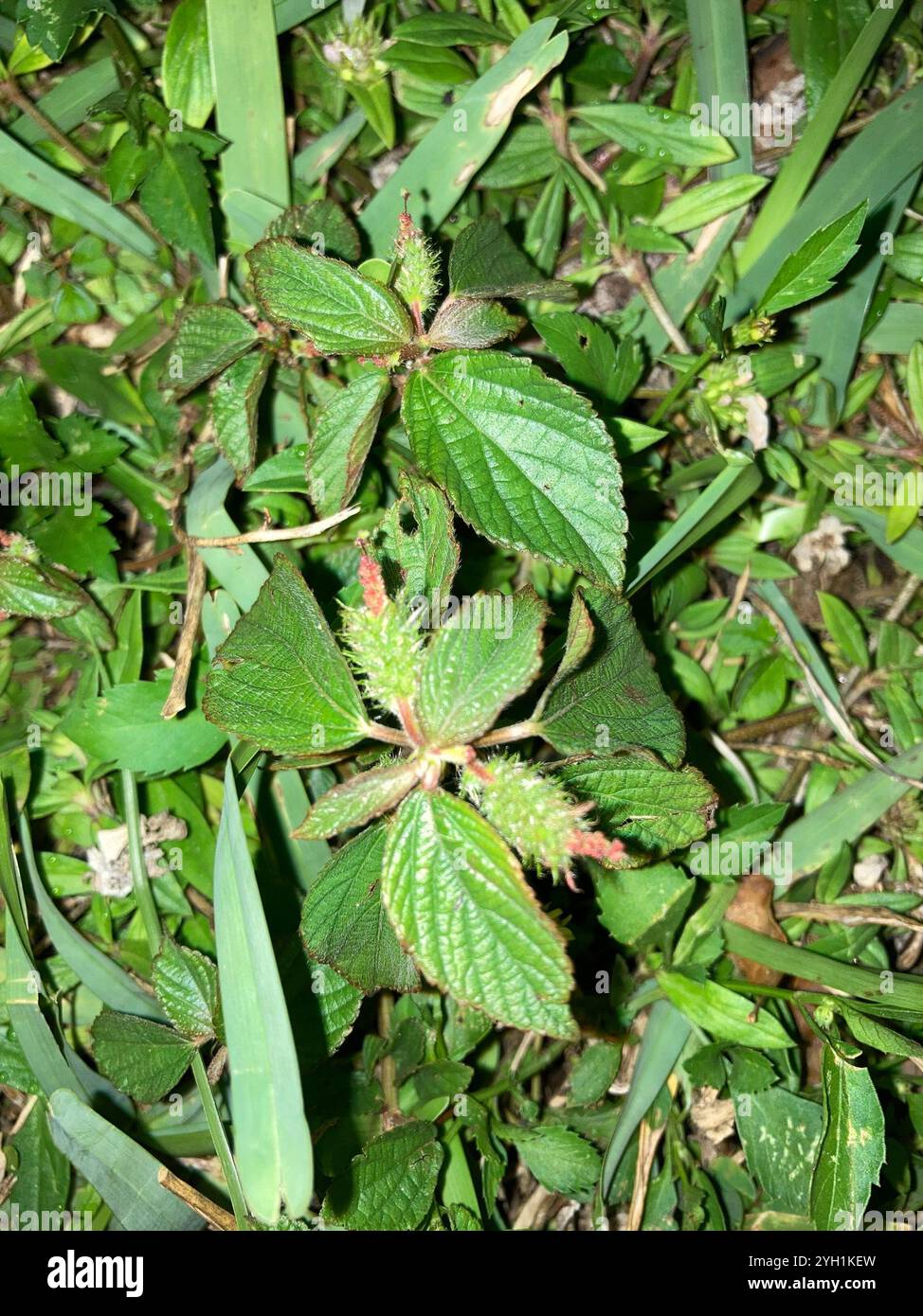 Field Copperleaf (Acalypha arvensis Stock Photo - Alamy