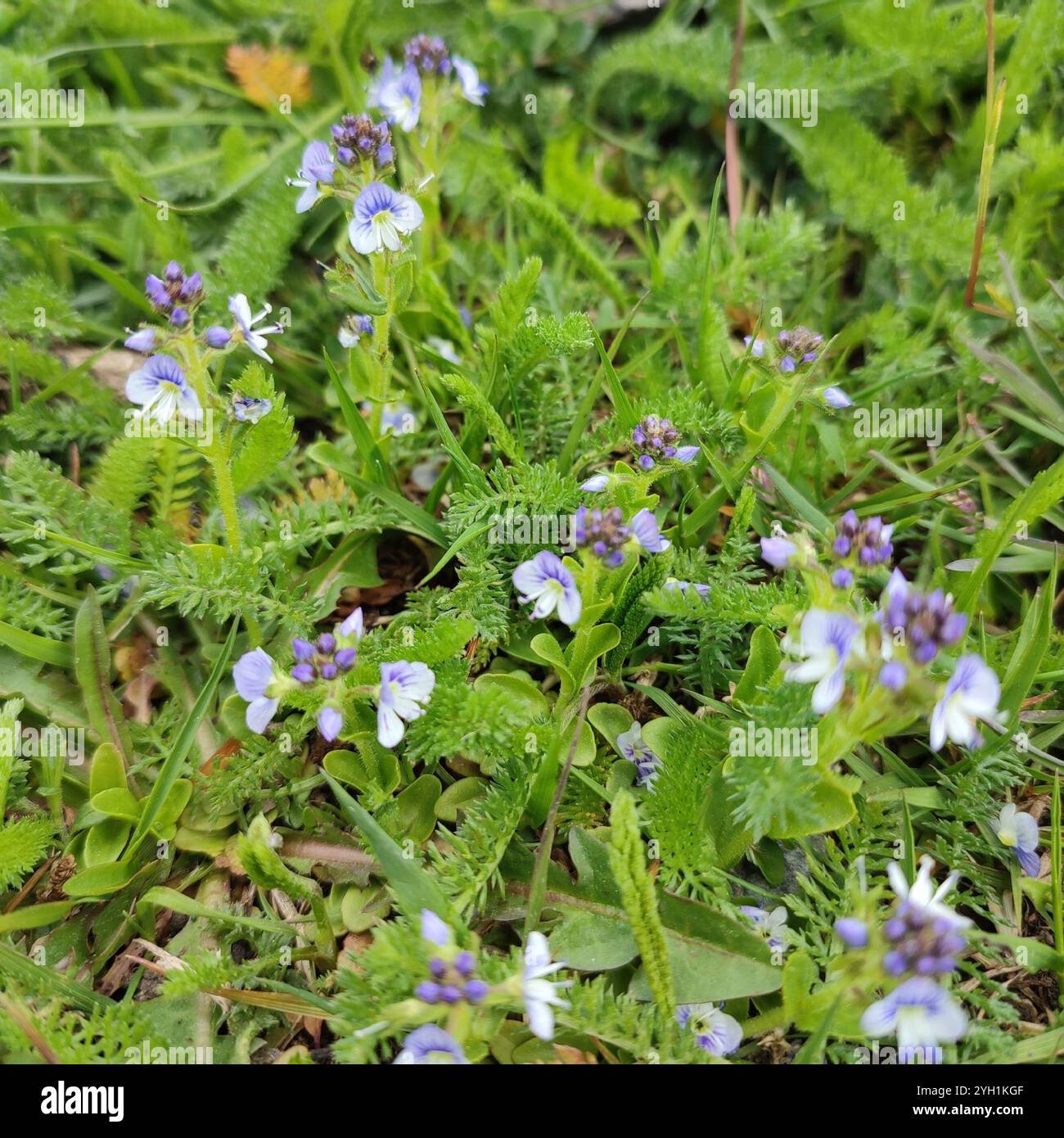 thyme-leaved speedwell (Veronica serpyllifolia Stock Photo - Alamy