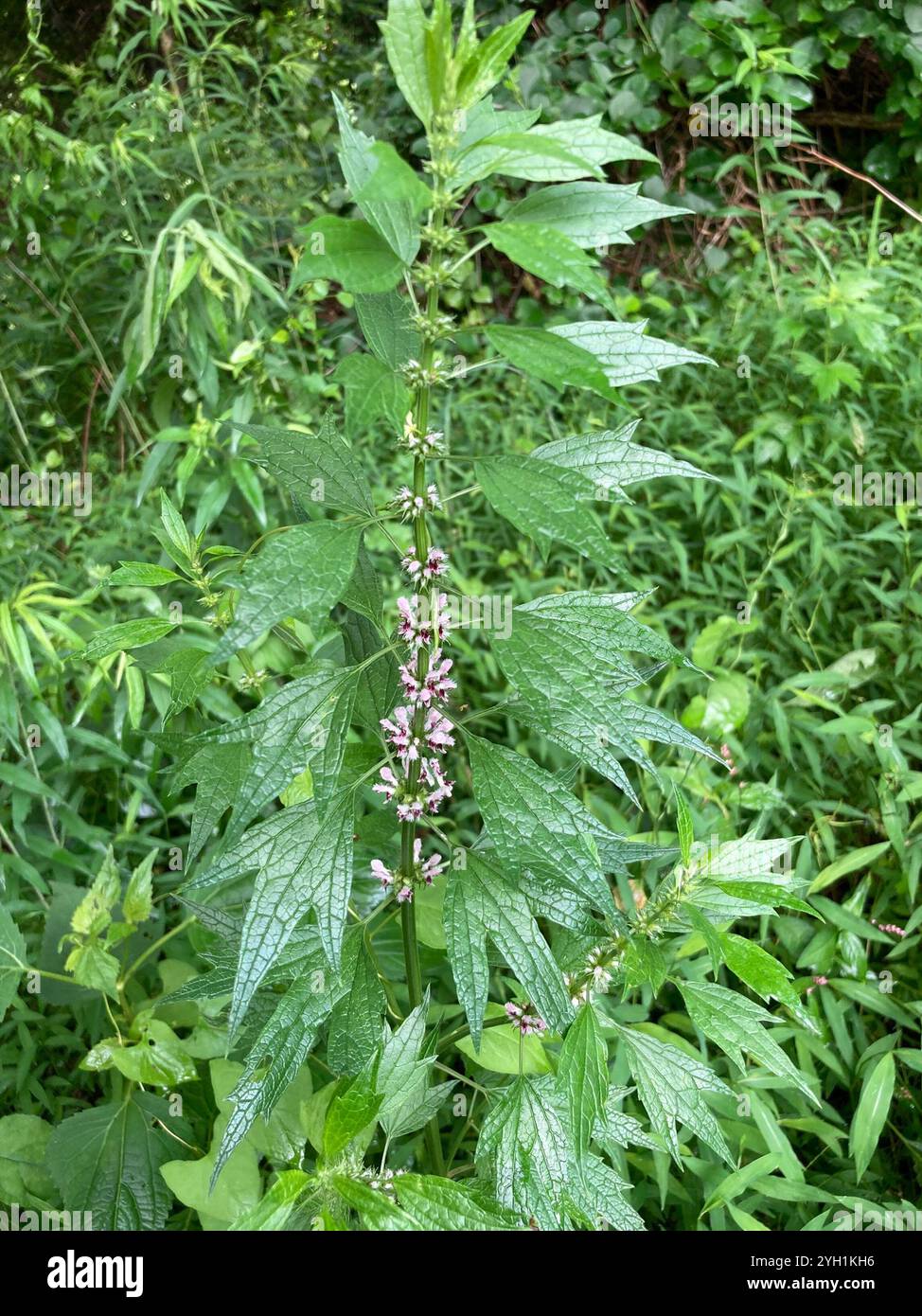 common motherwort (Leonurus cardiaca Stock Photo - Alamy