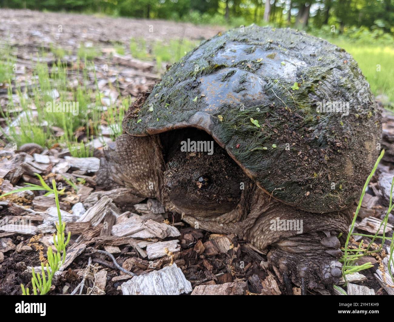 Common Snapping Turtle (Chelydra serpentina Stock Photo - Alamy