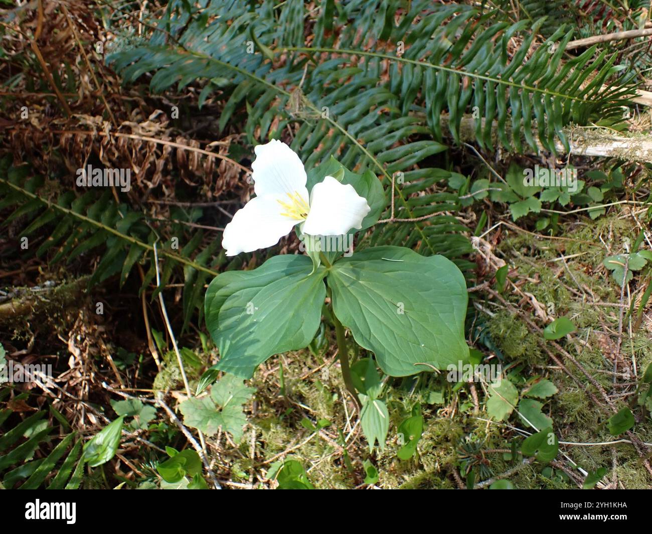 Pacific trillium (Trillium ovatum Stock Photo - Alamy