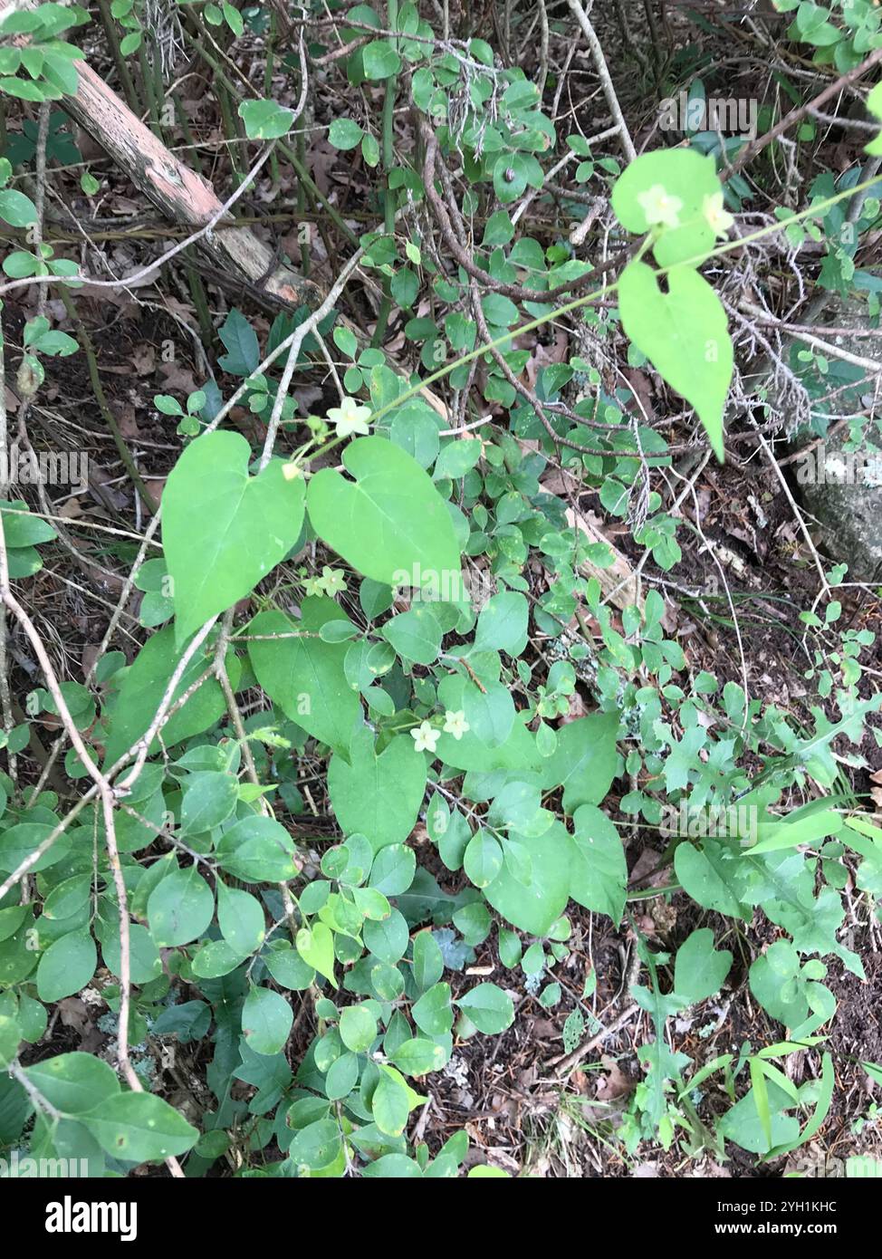 Pearl Milkweed (Matelea reticulata Stock Photo - Alamy