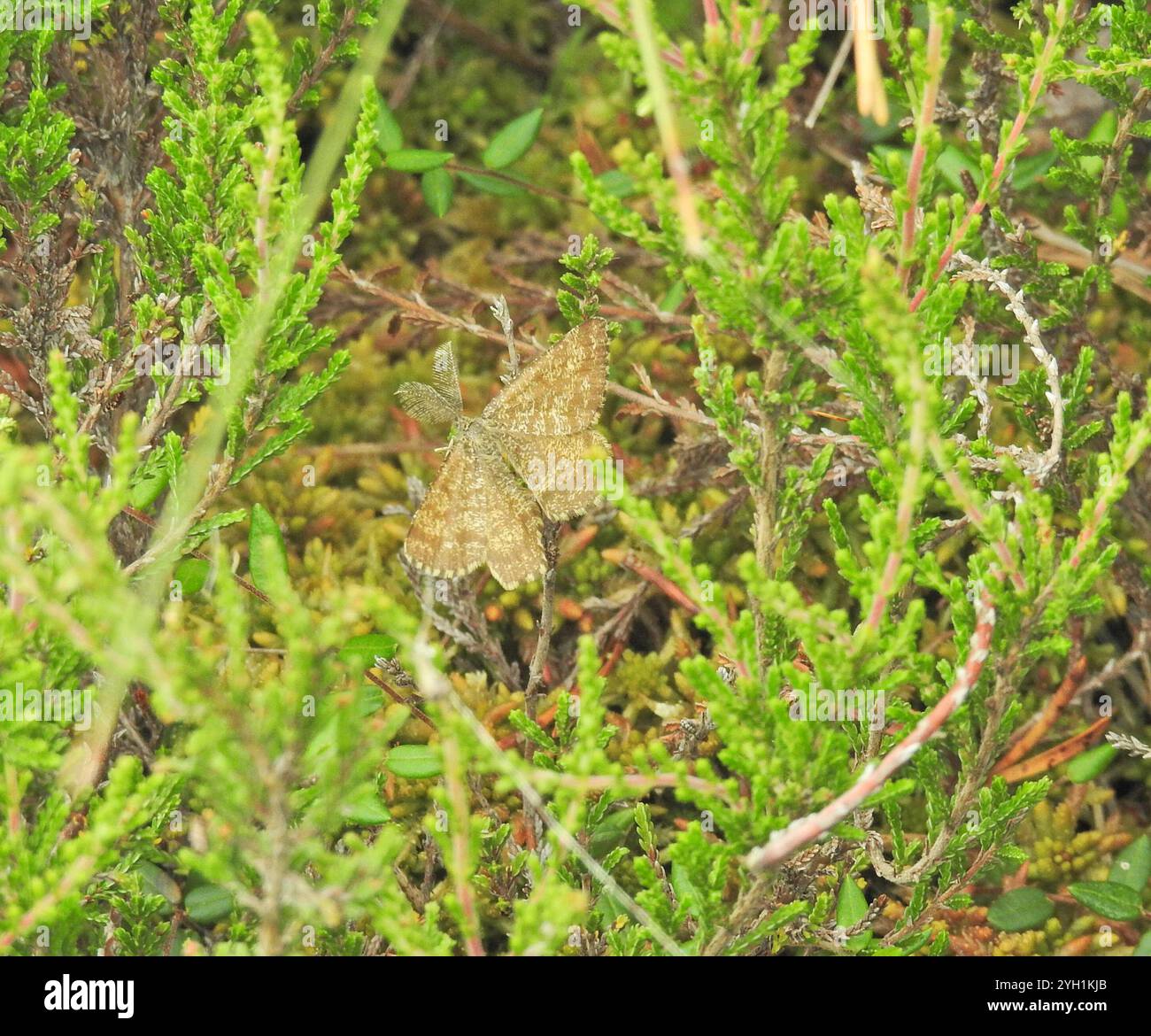 Common Heath (Ematurga atomaria Stock Photo - Alamy