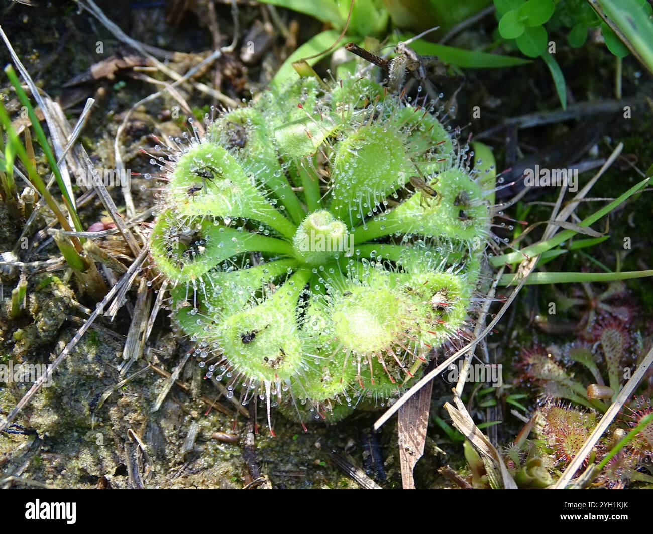 tropical sundew (Drosera burmanni Stock Photo - Alamy