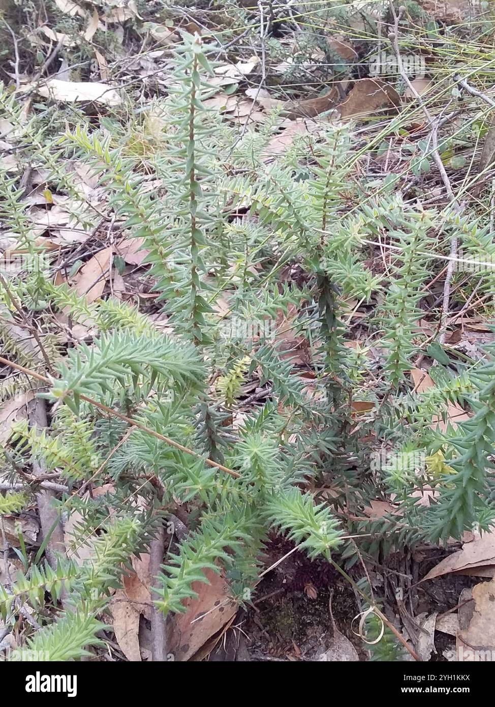 Mount Lofty Ground-berry (Acrotriche fasciculiflora Stock Photo - Alamy