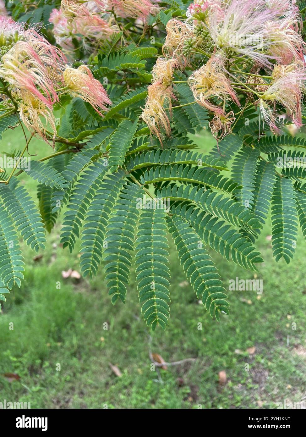 Persian silk tree (Albizia julibrissin Stock Photo - Alamy
