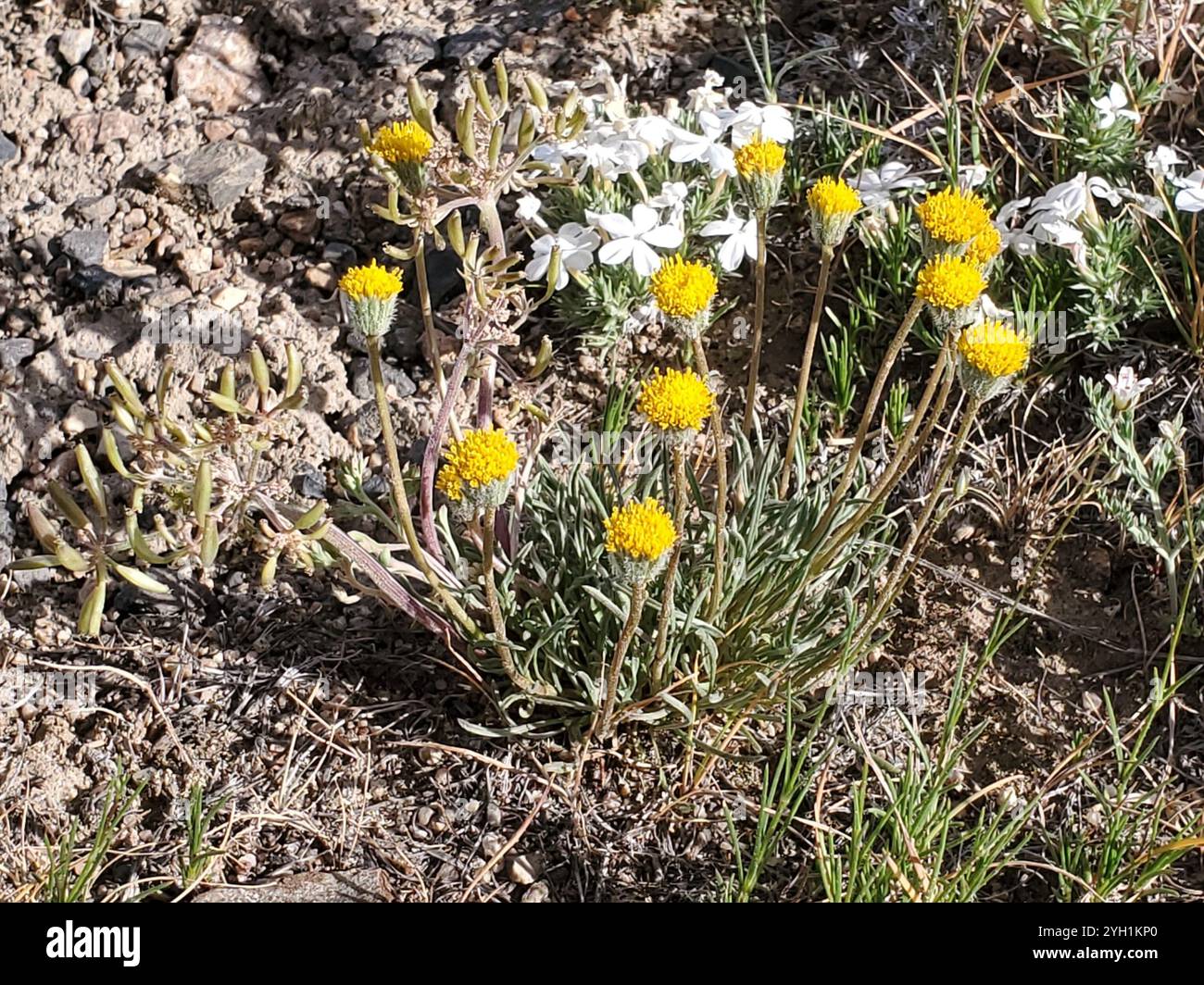 rayless shaggy fleabane (Erigeron aphanactis Stock Photo - Alamy