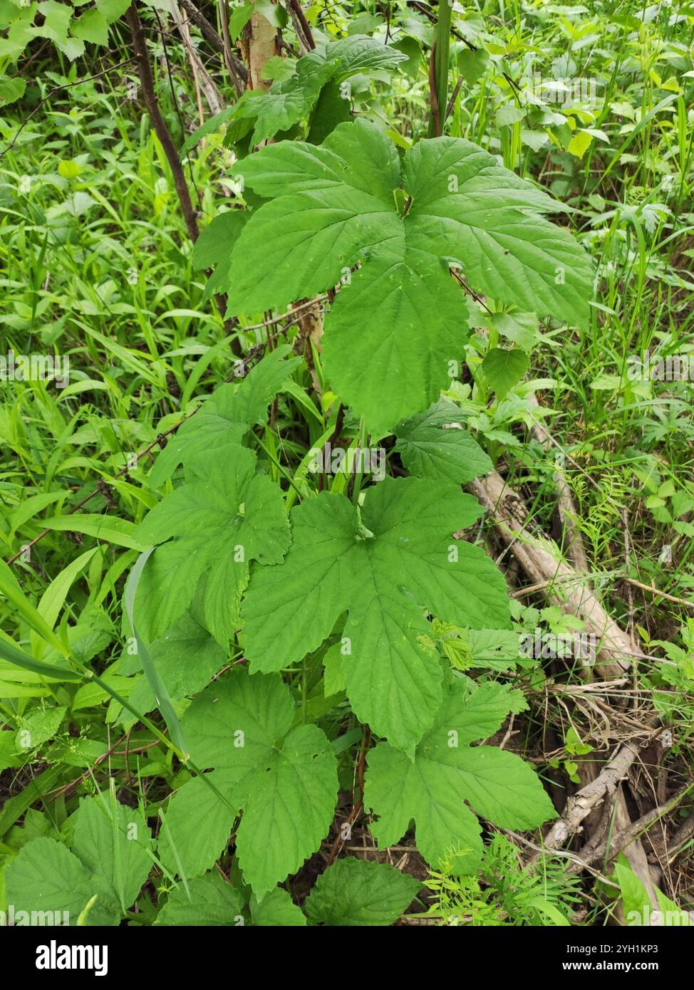 common hops (Humulus lupulus Stock Photo - Alamy