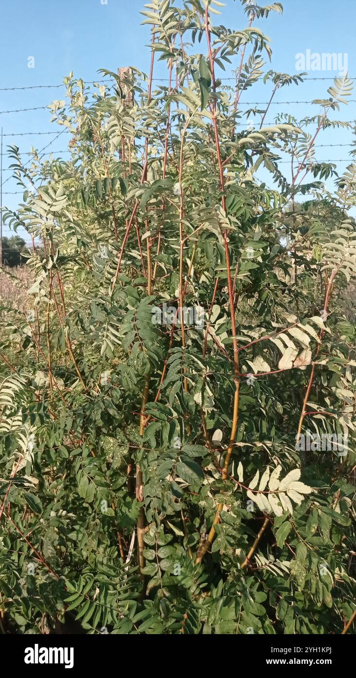 European mountain ash (Sorbus aucuparia Stock Photo - Alamy