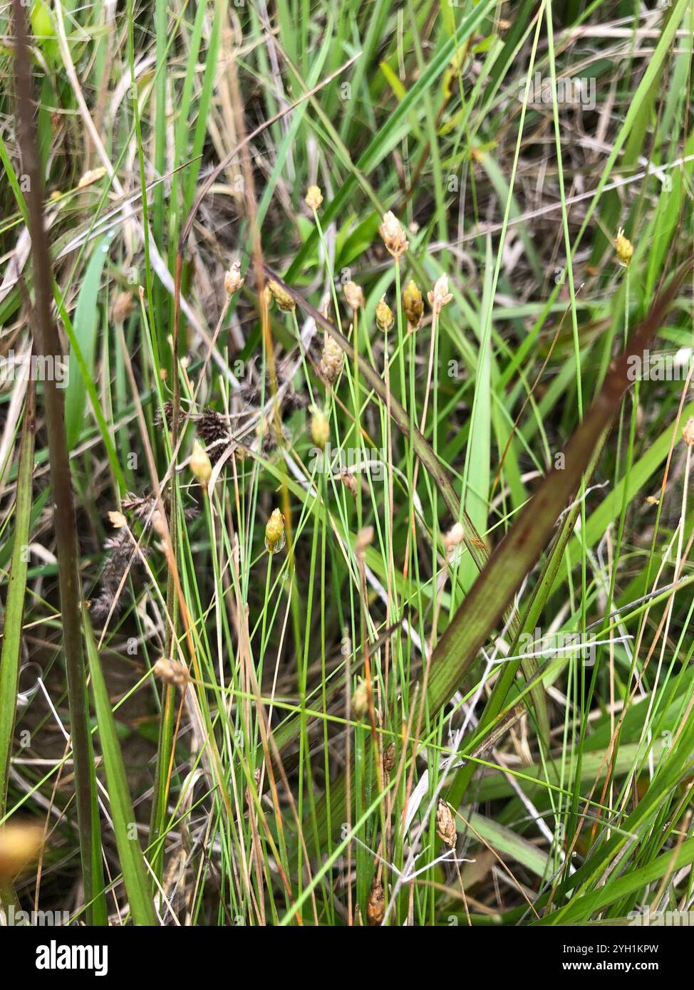 Long-tubercled Spikerush (Eleocharis tuberculosa Stock Photo - Alamy
