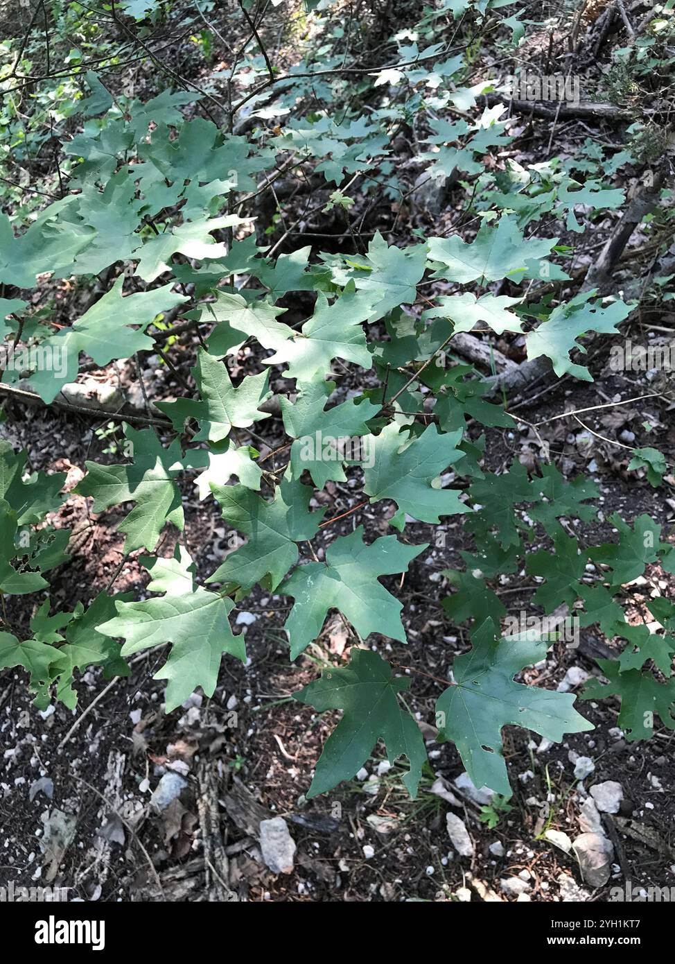 bigtooth maple (Acer grandidentatum Stock Photo - Alamy