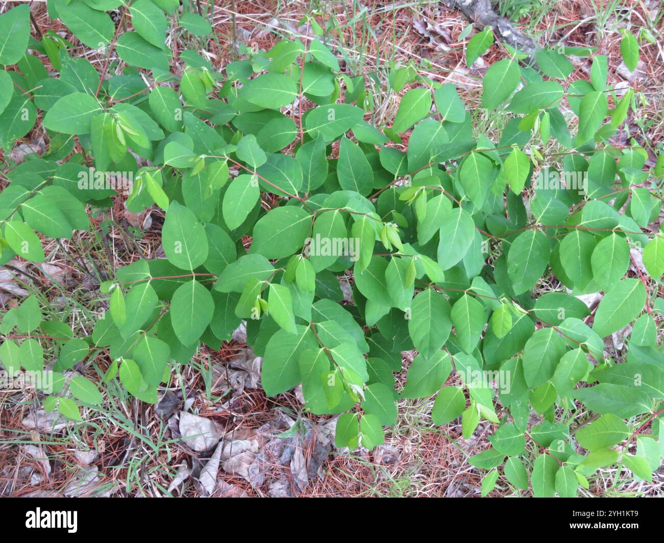 spreading dogbane (Apocynum androsaemifolium Stock Photo - Alamy
