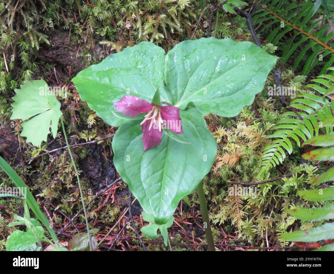 Pacific trillium (Trillium ovatum Stock Photo - Alamy