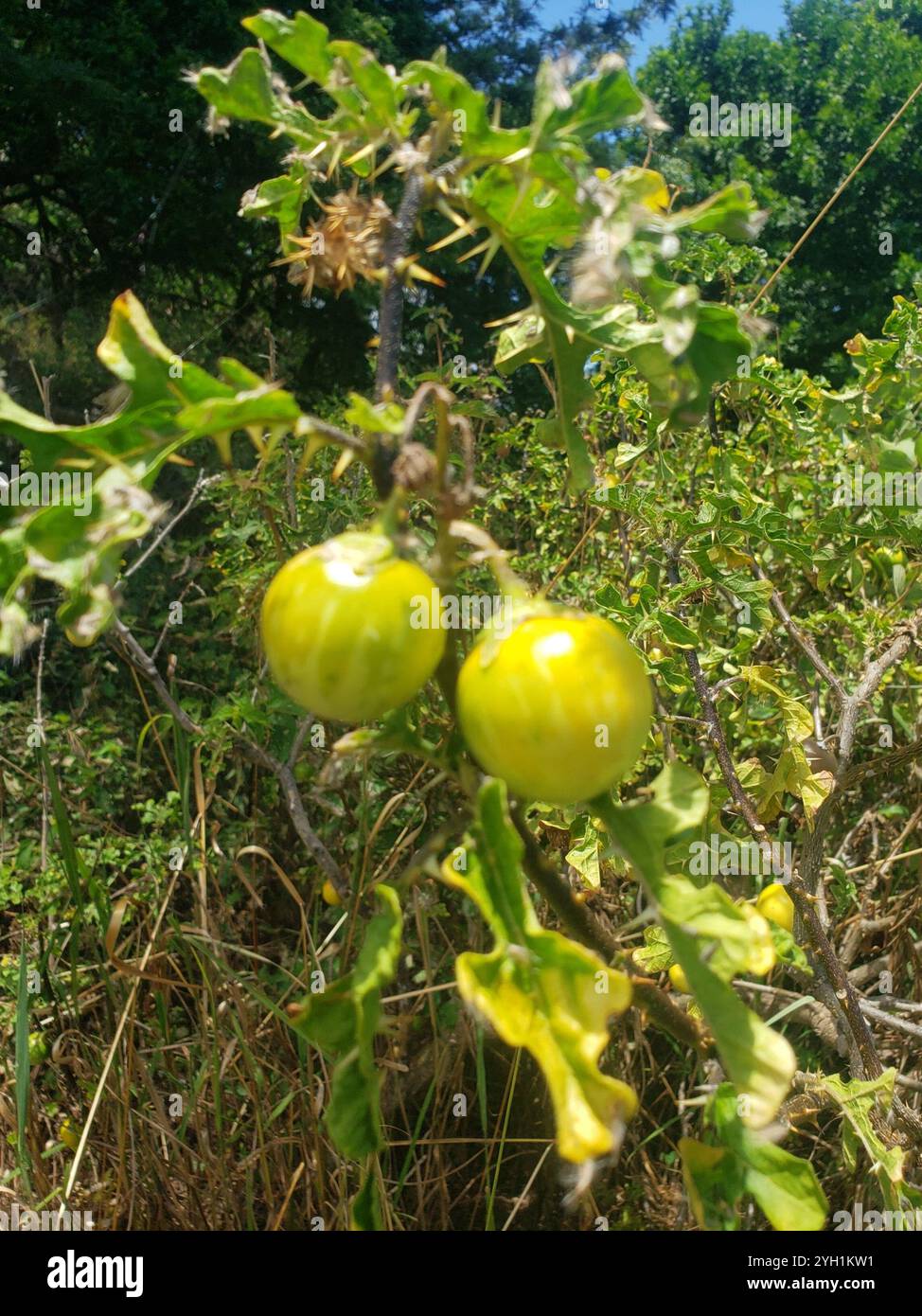 Yellow Bitter-apple (Solanum linnaeanum Stock Photo - Alamy
