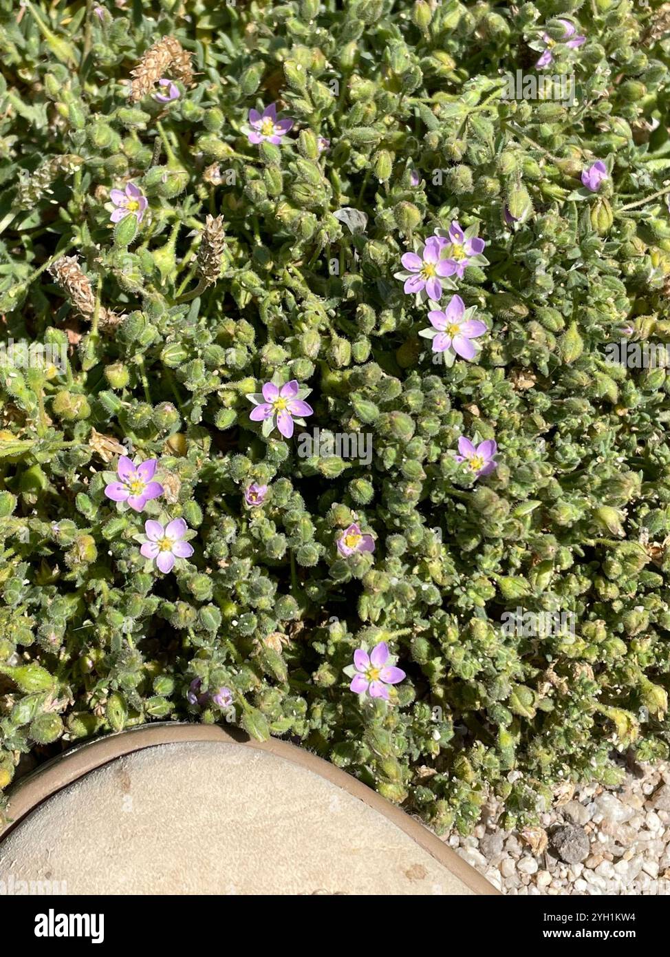 Spergularia macrotheca hi-res stock photography and images - Alamy
