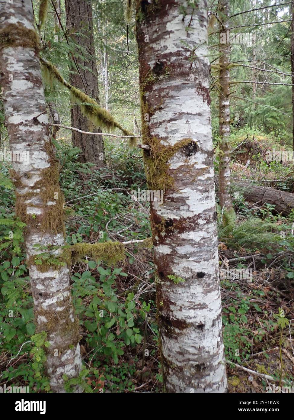 Red Alder (Alnus rubra Stock Photo - Alamy