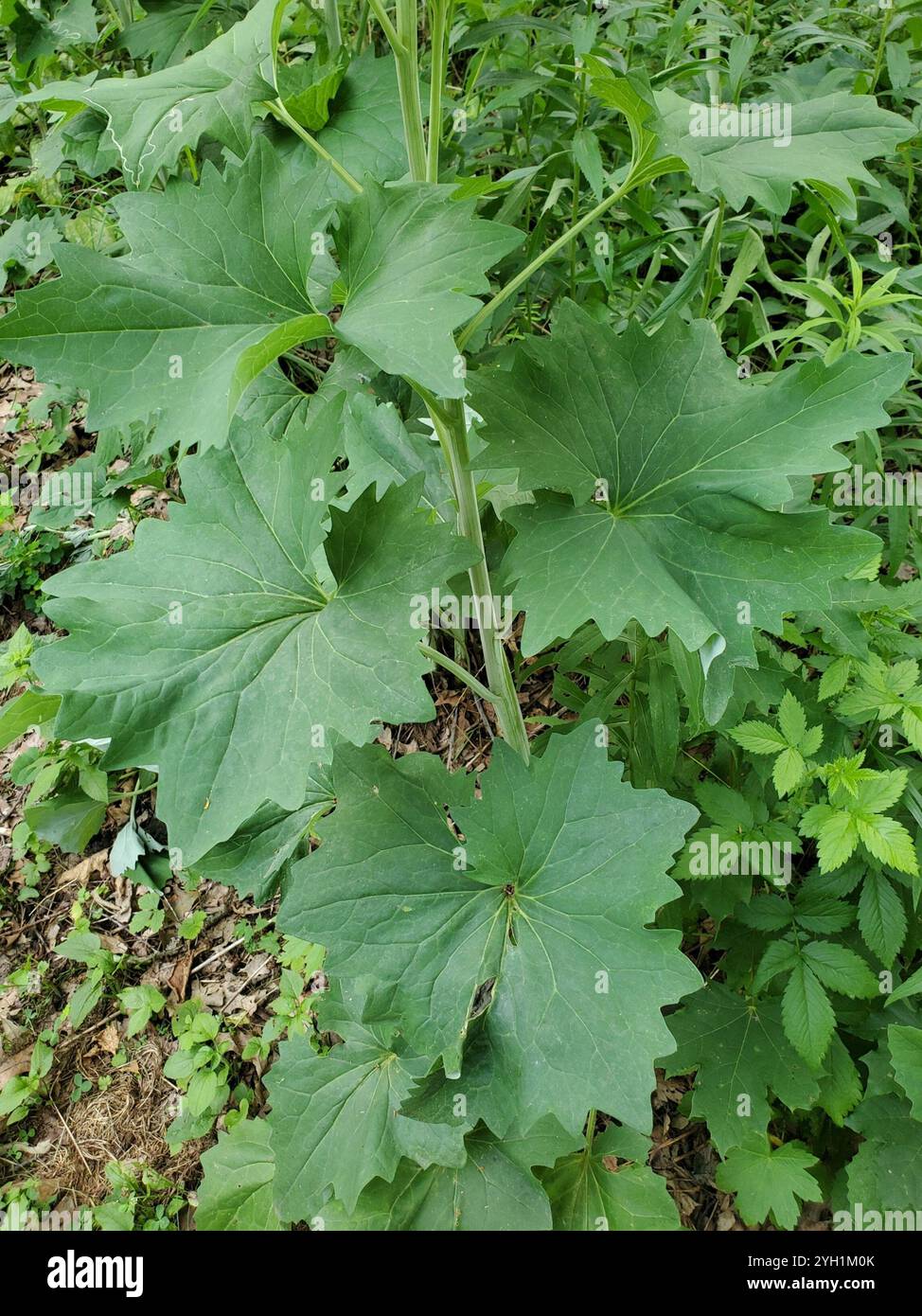 Atriplicifolium hi-res stock photography and images - Alamy