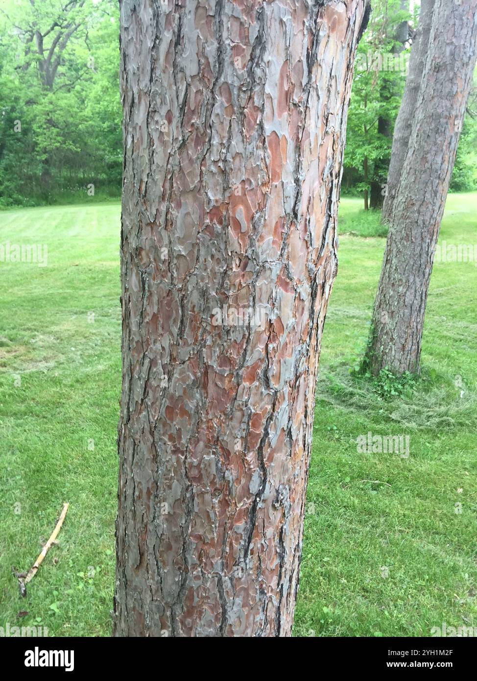 red pine (Pinus resinosa Stock Photo - Alamy