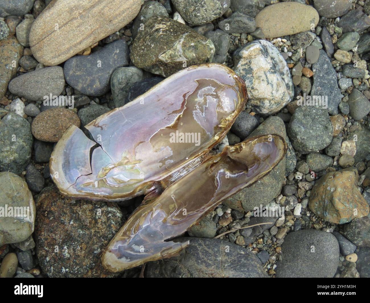 Western Pearlshell (Margaritifera falcata Stock Photo - Alamy