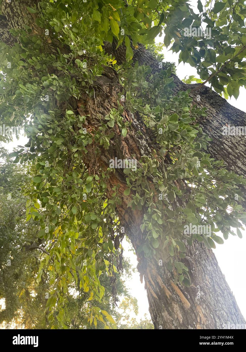 American Mistletoe (Phoradendron leucarpum Stock Photo - Alamy