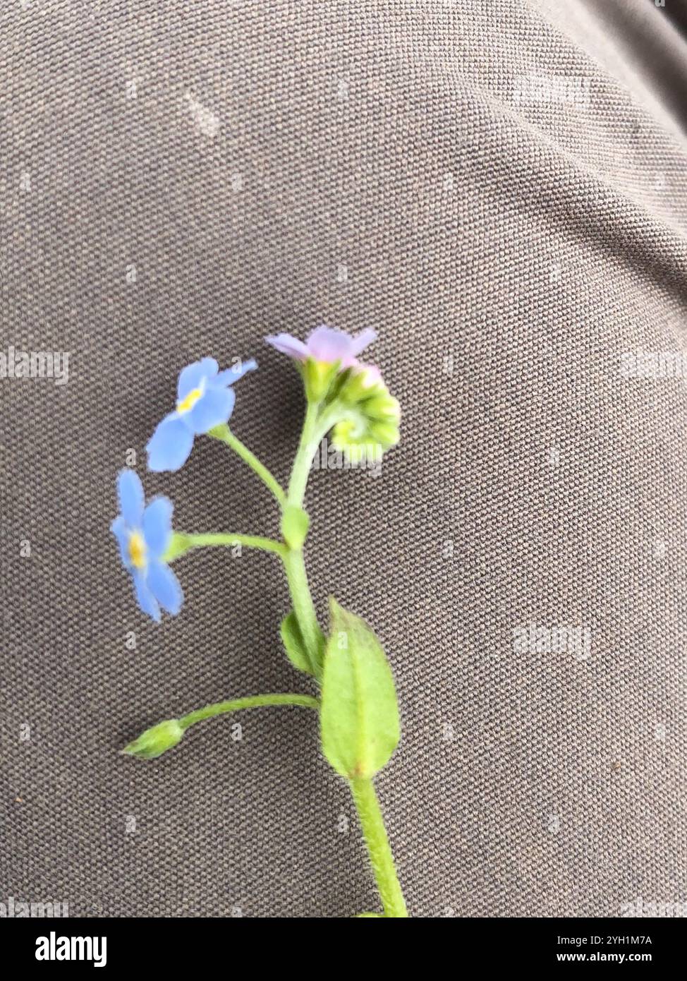 Creeping Forget-me-not (Myosotis secunda Stock Photo - Alamy