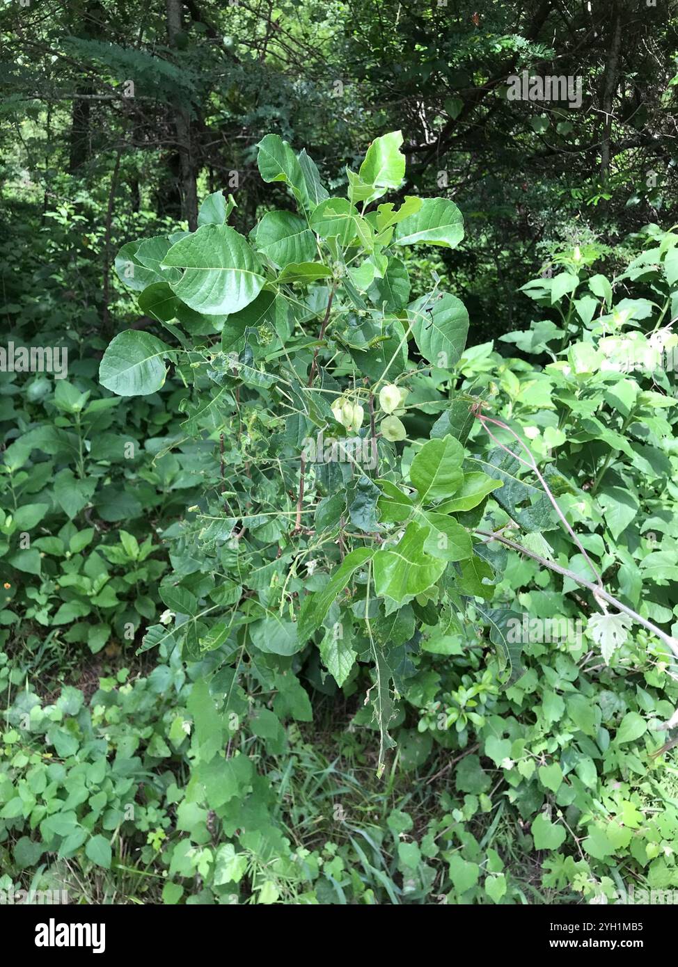 common hoptree (Ptelea trifoliata Stock Photo - Alamy