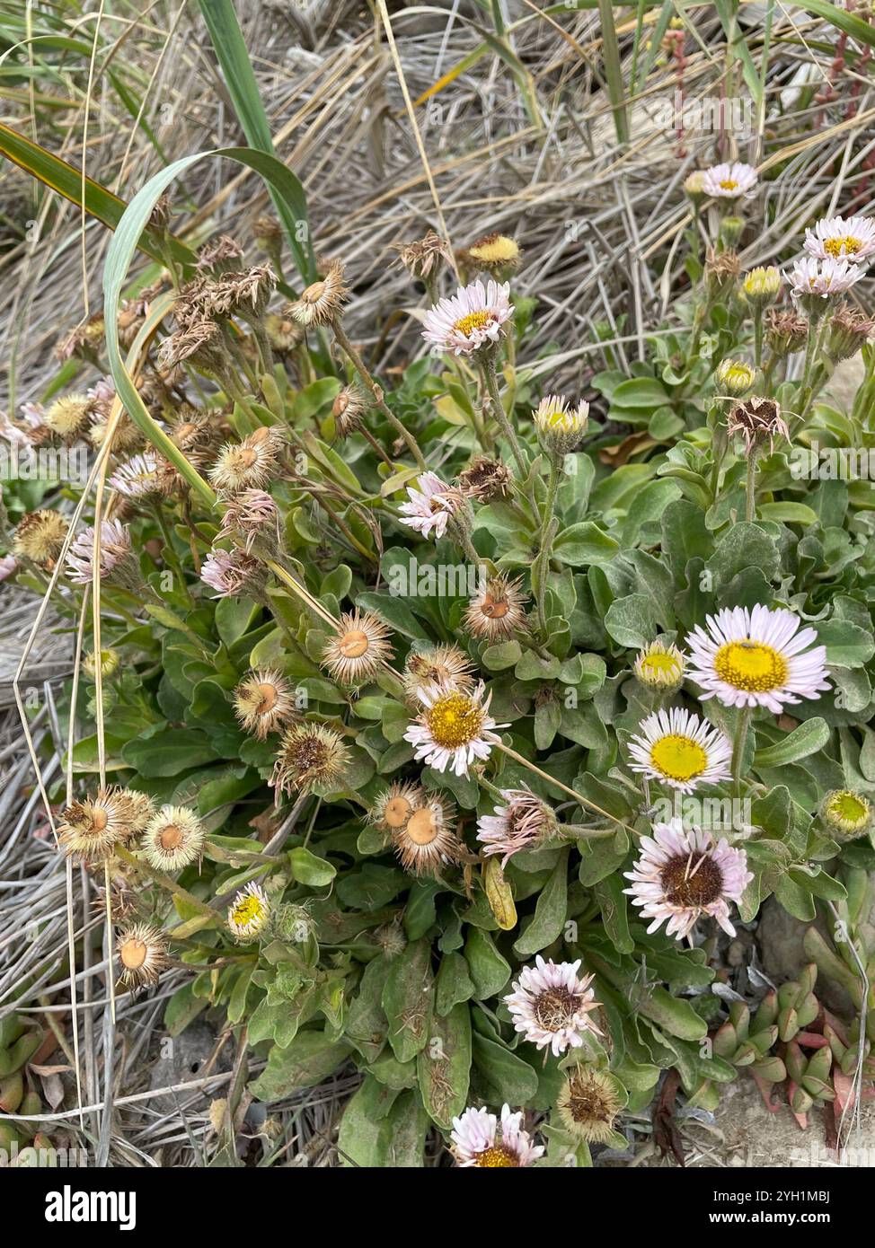 seaside daisy (Erigeron glaucus Stock Photo - Alamy
