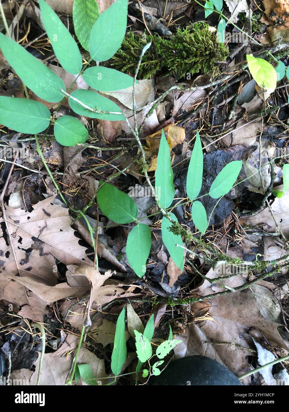 American groundnut (Apios americana Stock Photo - Alamy