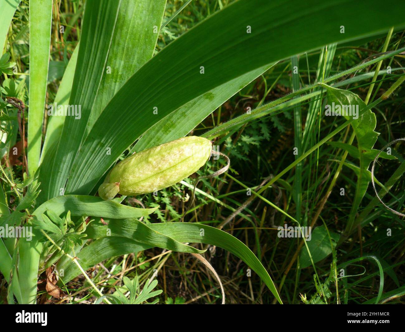 Iris aphylla hi-res stock photography and images - Alamy