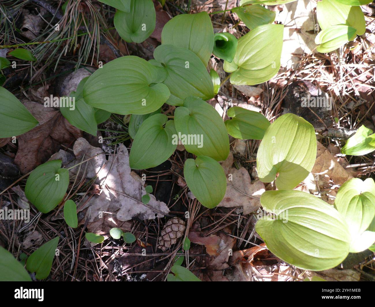 May Lily (Maianthemum bifolium Stock Photo - Alamy