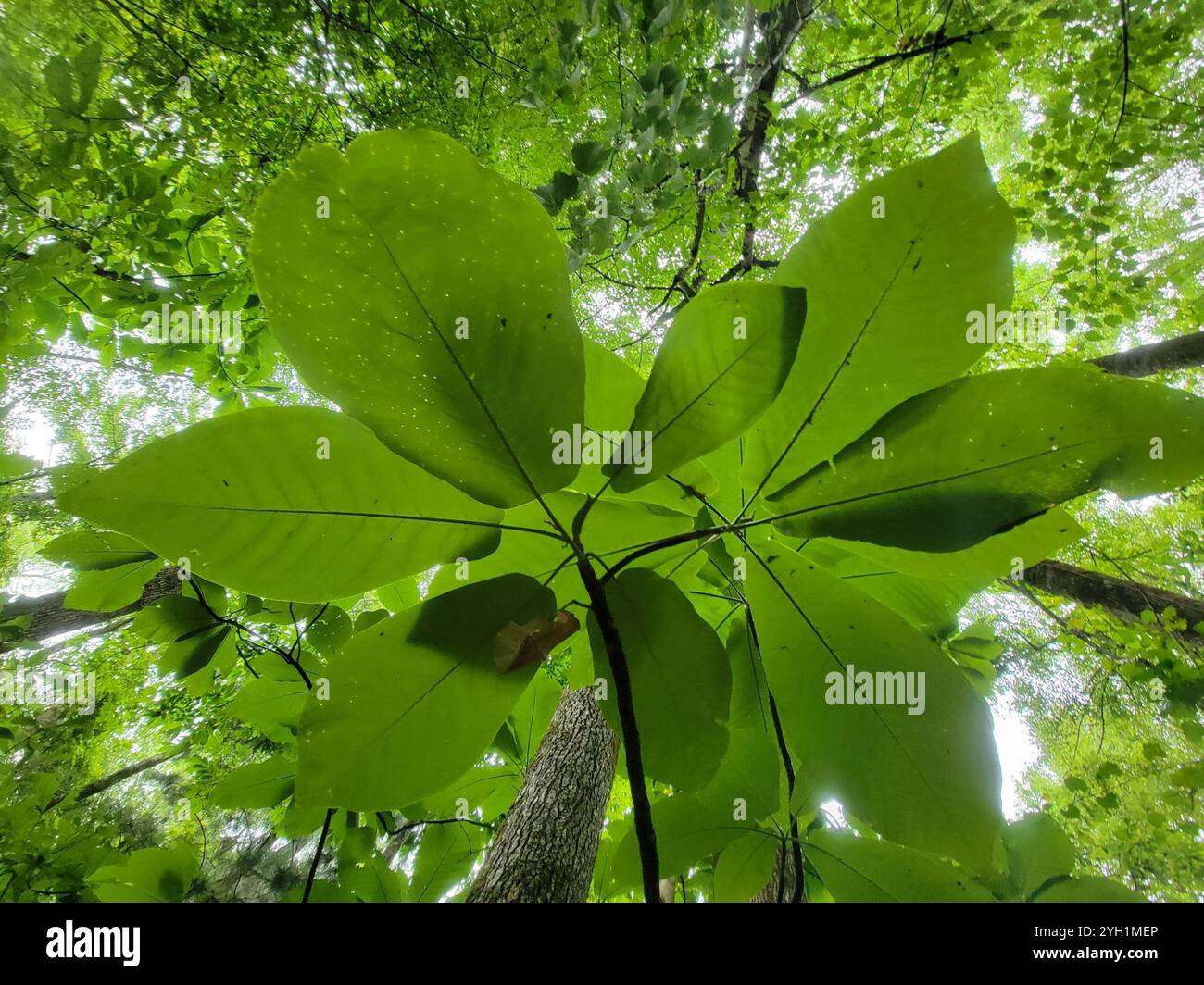bigleaf magnolia (Magnolia macrophylla Stock Photo - Alamy