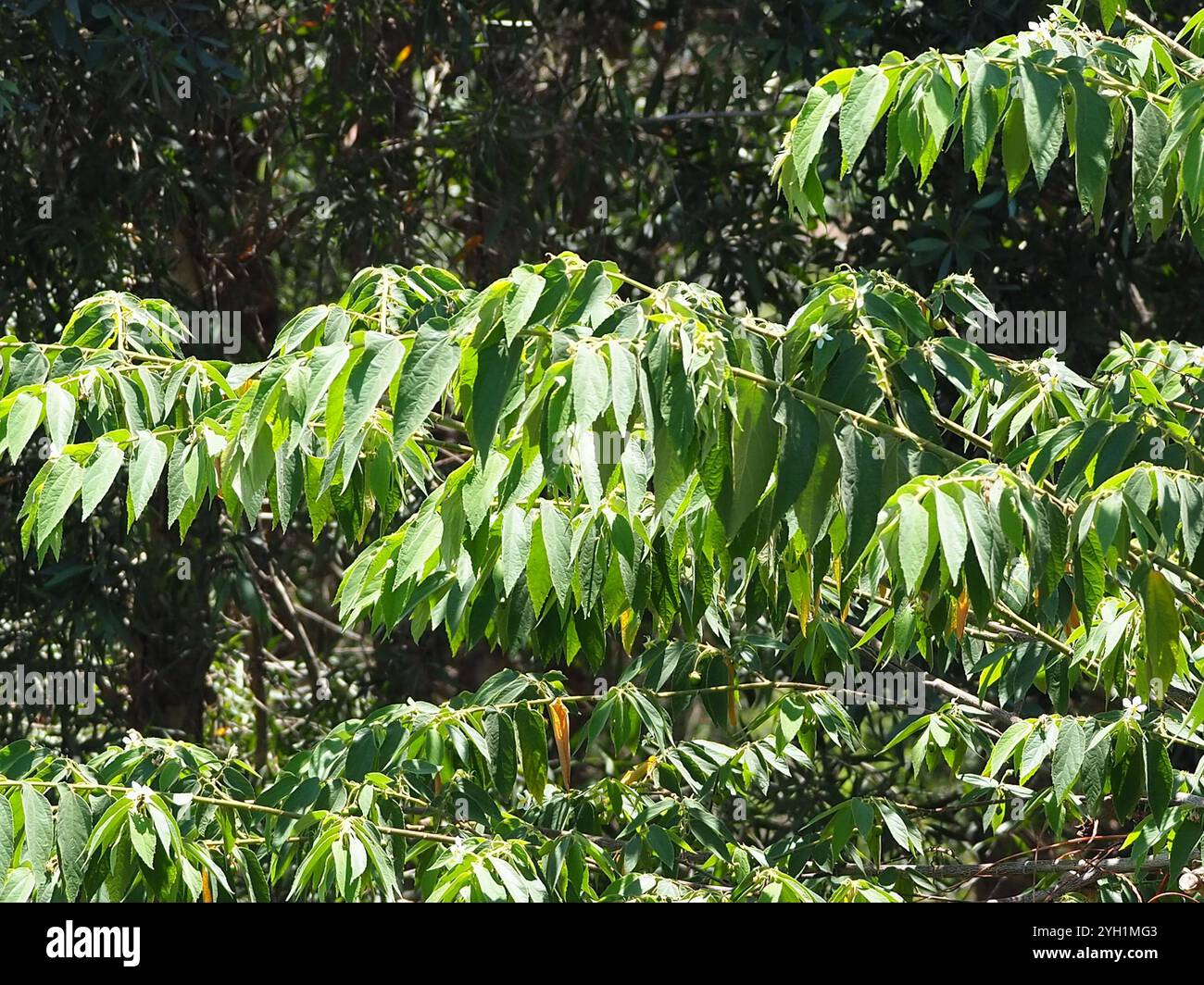 Calabur tree hi-res stock photography and images - Alamy