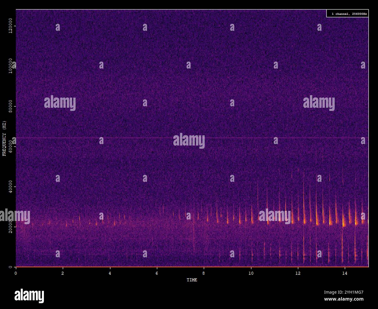 Common Noctule (Nyctalus noctula Stock Photo - Alamy