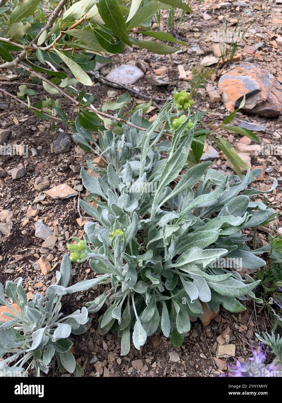 woolly groundsel (Packera cana Stock Photo - Alamy