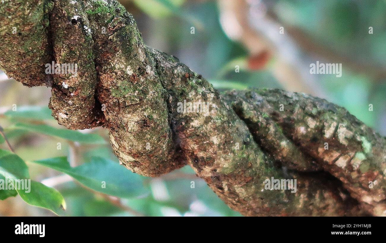 Common Forest Grape (Rhoicissus tomentosa Stock Photo - Alamy