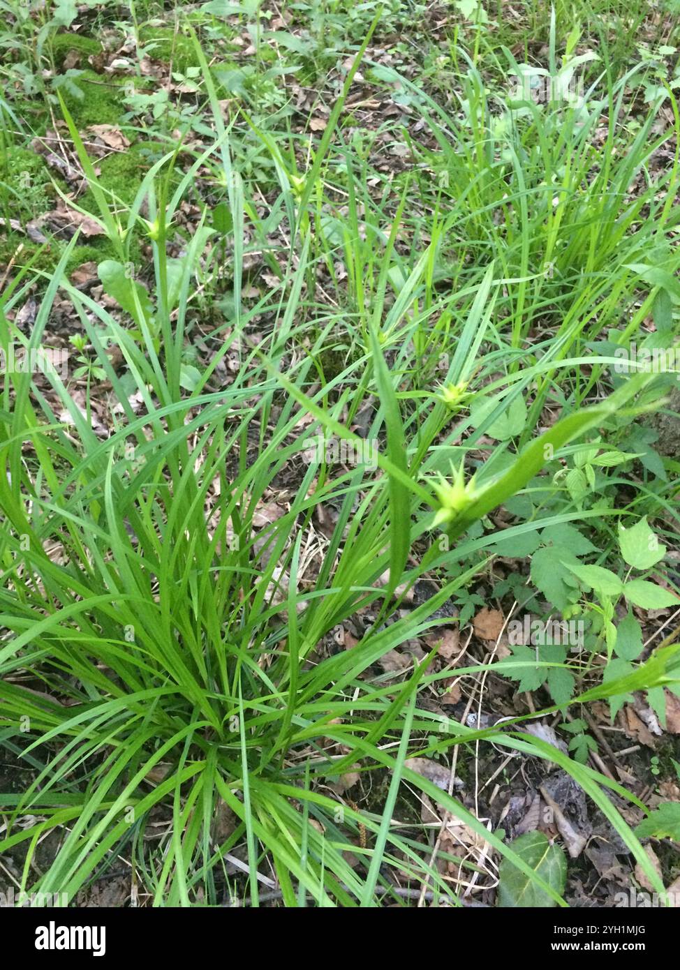 bladder sedge (Carex intumescens Stock Photo - Alamy