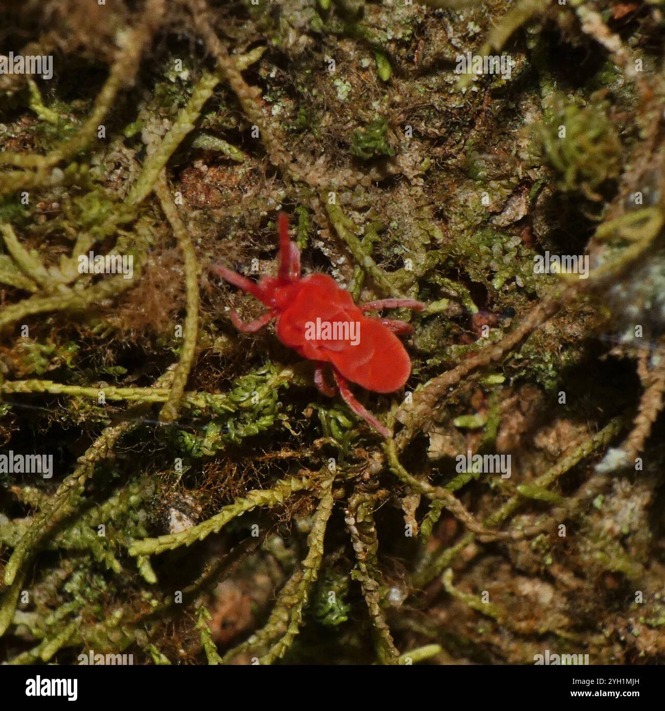 Trombidiform hi-res stock photography and images - Alamy
