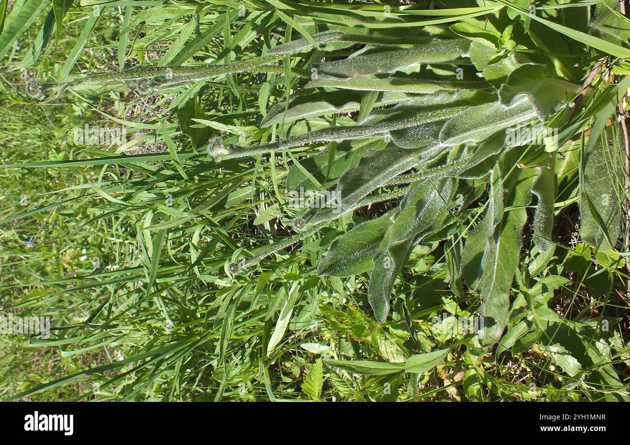 Spotted cats ear hi-res stock photography and images - Alamy