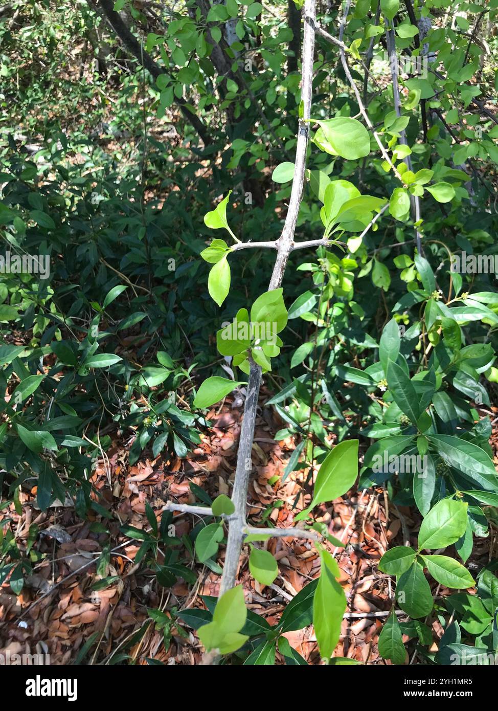 Pisonia aculeata hi-res stock photography and images - Alamy
