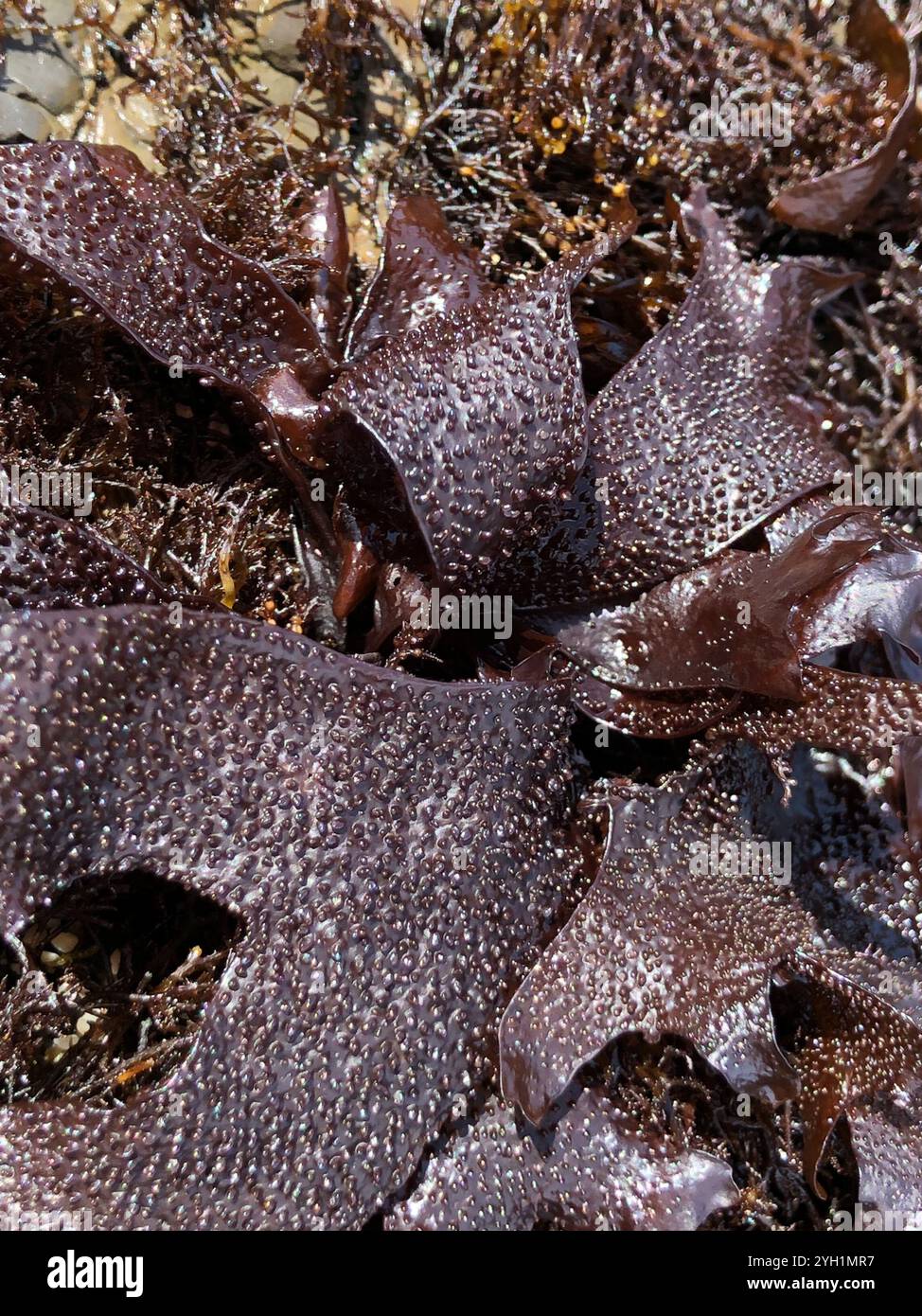 Turkish washcloth (Mastocarpus papillatus Stock Photo - Alamy