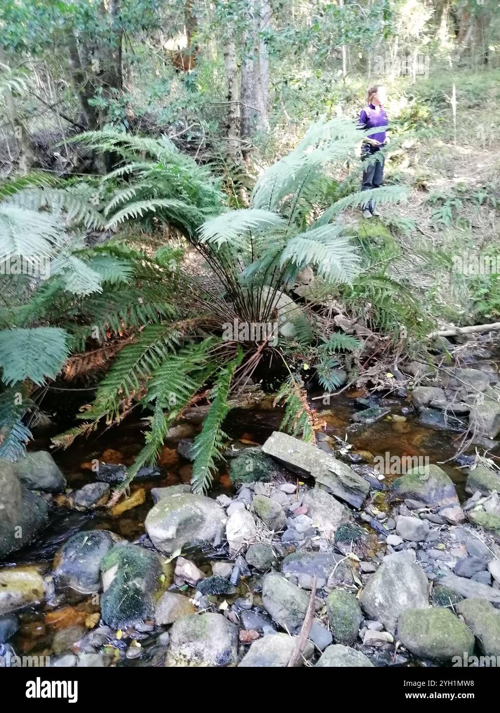 king fern (Todea barbara Stock Photo - Alamy