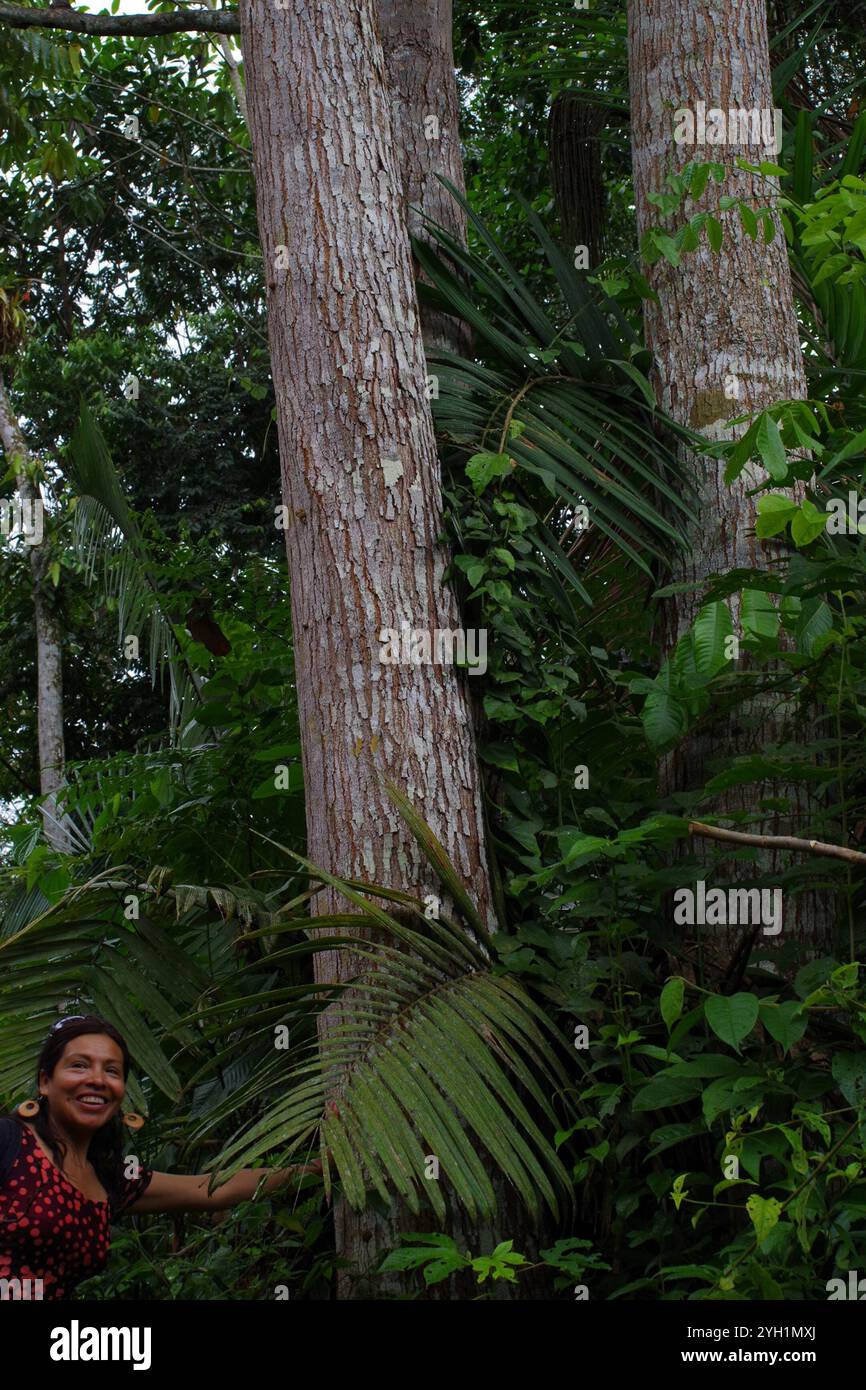 Big-leaf Mahogany (Swietenia macrophylla Stock Photo - Alamy