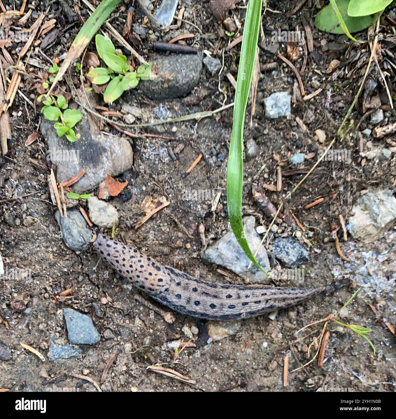 Leopard Slug (Limax maximus Stock Photo - Alamy
