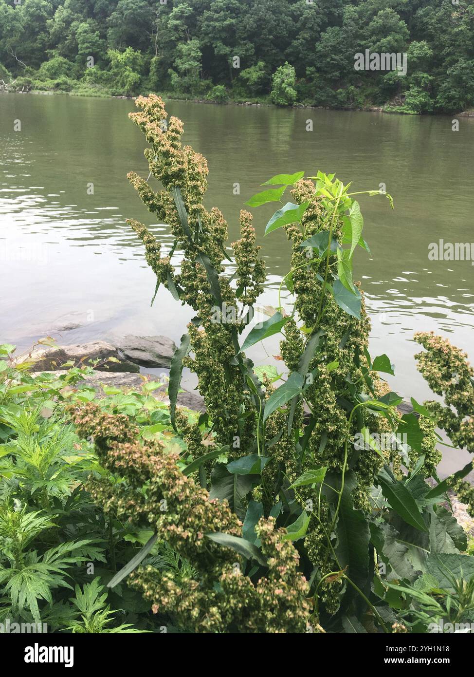 Greek Dock (Rumex cristatus Stock Photo - Alamy