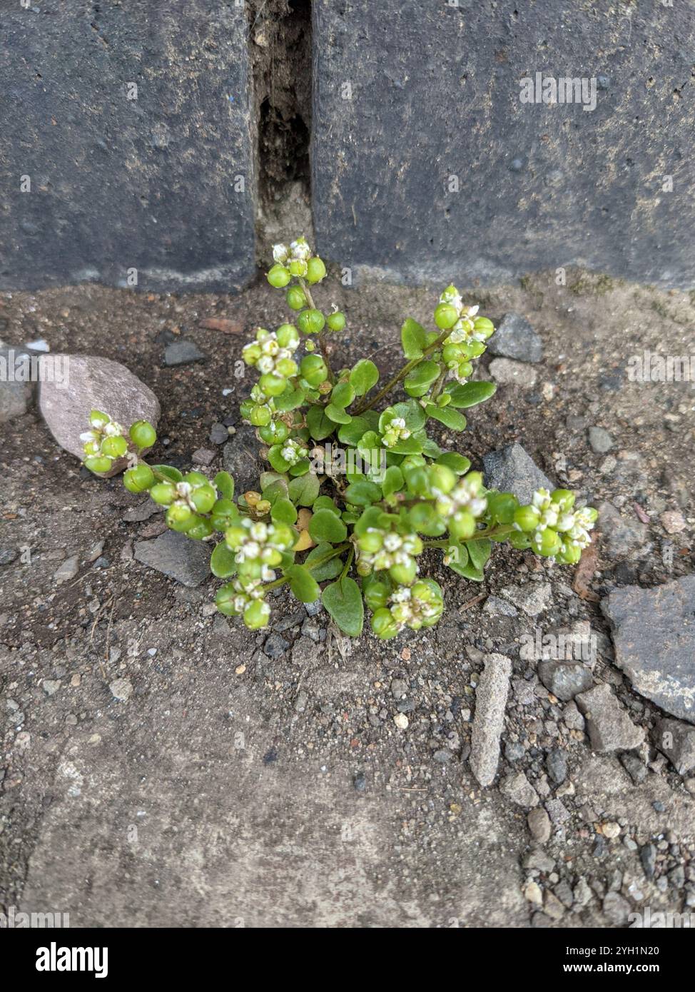 Scurvy grass (Cochlearia officinalis Stock Photo - Alamy