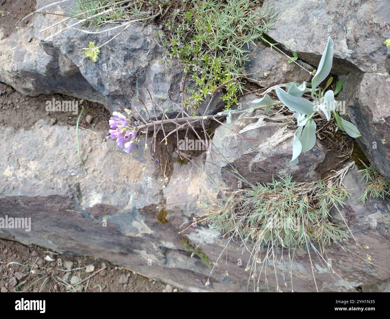 daggerpod (Phoenicaulis cheiranthoides Stock Photo - Alamy