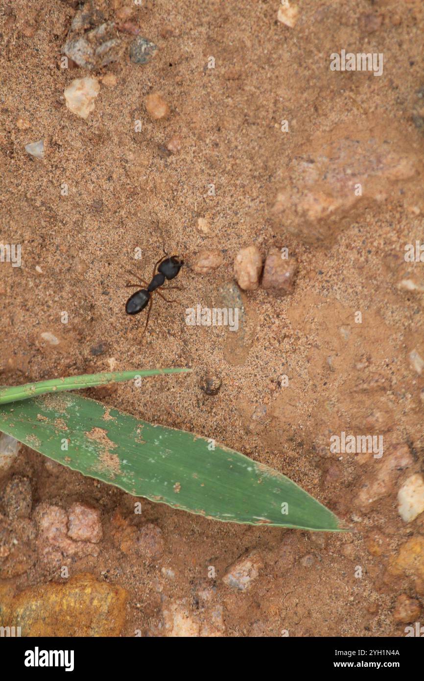 Indian Black Ant (Camponotus compressus Stock Photo - Alamy
