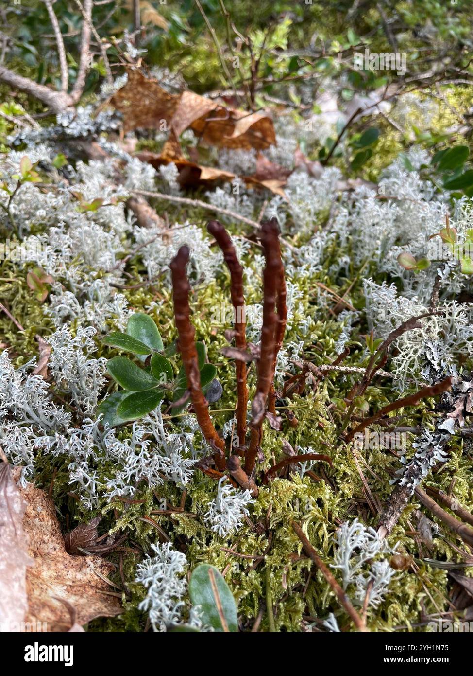 Huckleberry Broom Rust Fungus (Calyptospora columnaris Stock Photo - Alamy